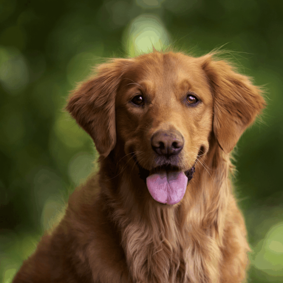 Pet Penn Hip Services in Highlands Ranch, CO | Altitude Animal Hospital